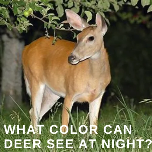 What Color Can Deer See? (Complete Guide)