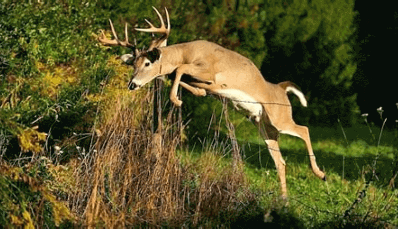 How Fast Can White Tail Deer Run? Reviews And Guides
