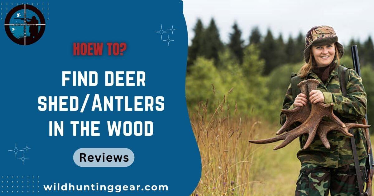 How To Find Deer Sheds/Antlers In The Woods? (Reviews 2024)