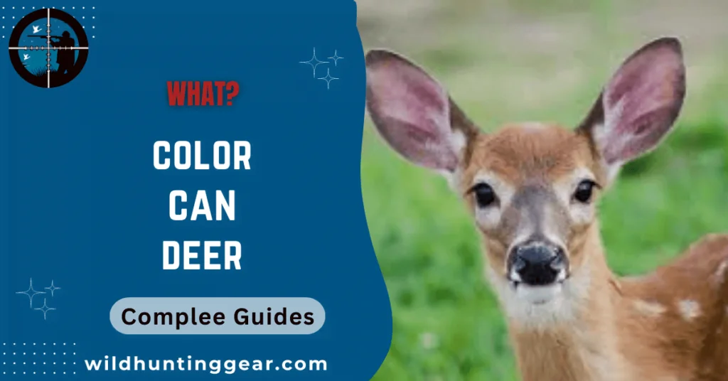 What Color Can Deer See? (Complete Guide)
