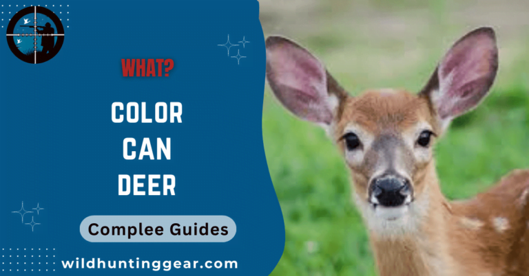 What Color Can Deer See? (Complete Guide)