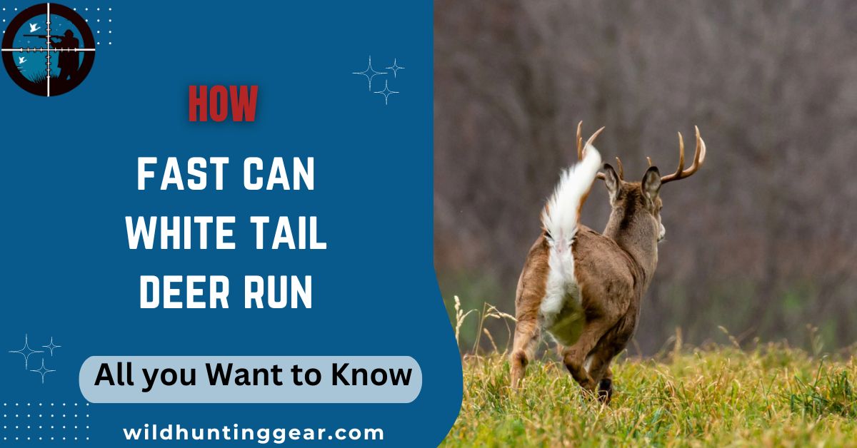 How Fast Can White Tail Deer Run? (All You Want To Know)